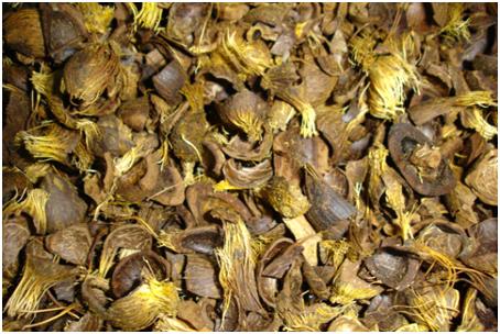 Palm Kernel Shells as Biomass Resource | BioEnergy Consult