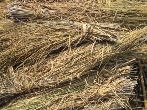 Rice Straw As Bioenergy Resource