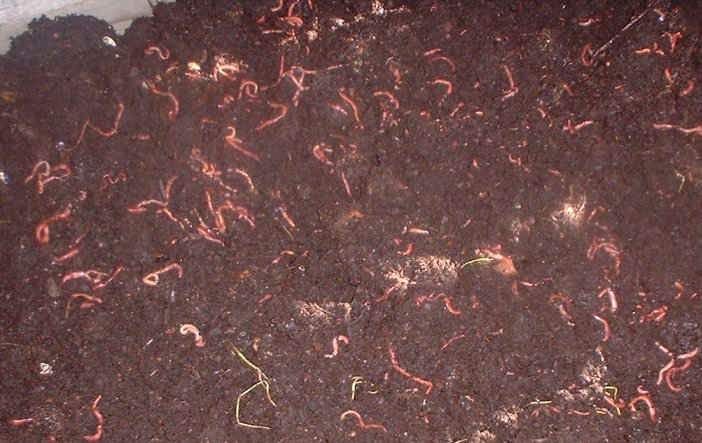 Composting with Worms | BioEnergy Consult