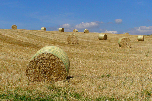 Biofuels from Lignocellulosic Biomass | BioEnergy Consult