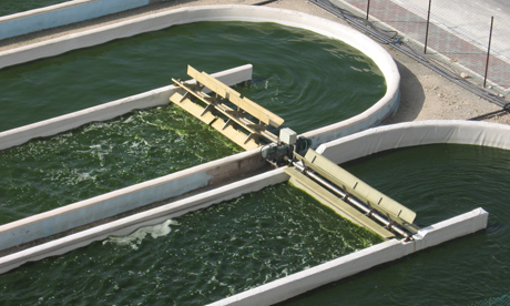 Prospects of Algae Biofuels in Middle East | BioEnergy Consult