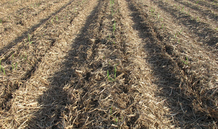 Sugarcane Trash as Biomass Resource | BioEnergy Consult