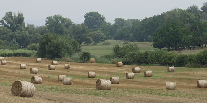 Role of Biomass Energy in Rural Development | BioEnergy Consult