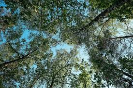Manage Trees With Sustainability In Mind | BioEnergy Consult
