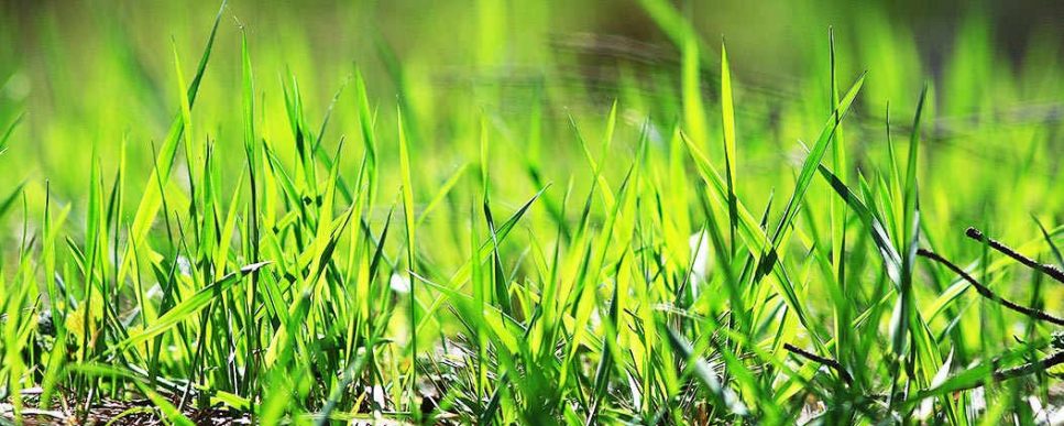 What is Revegetation and Why is it Important? | BioEnergy Consult