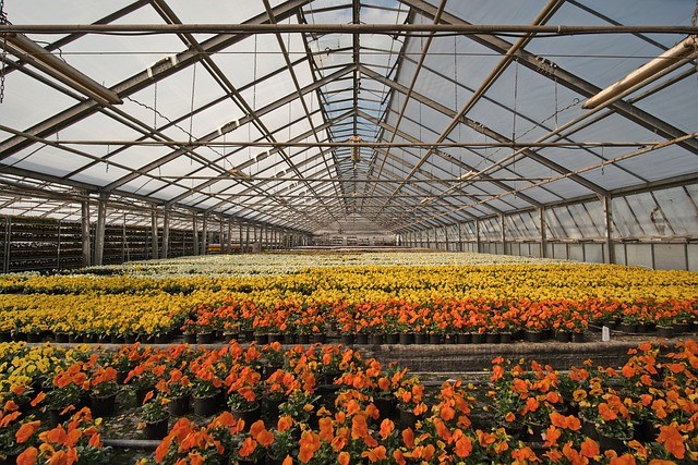 What are the Benefits of an Organic Greenhouse?